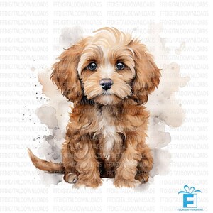 Cavapoo Clipart Bundle, 7 High-quality Pngs, Cavapoo Png, Cavapoo Image ...