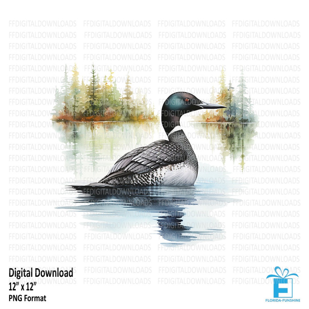 Loon Clipart, Loon PNG, Loon Duck Clipart, Duck Png, Watercolor Duck ...