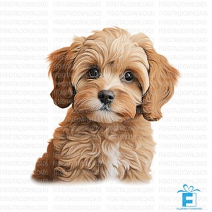 Cavapoo Clipart Bundle, 7 High-quality Pngs, Cavapoo Png, Cavapoo Image ...