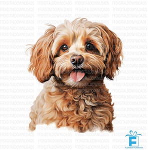 Cavapoo Clipart Bundle, 7 High-quality Pngs, Cavapoo Png, Cavapoo Image ...