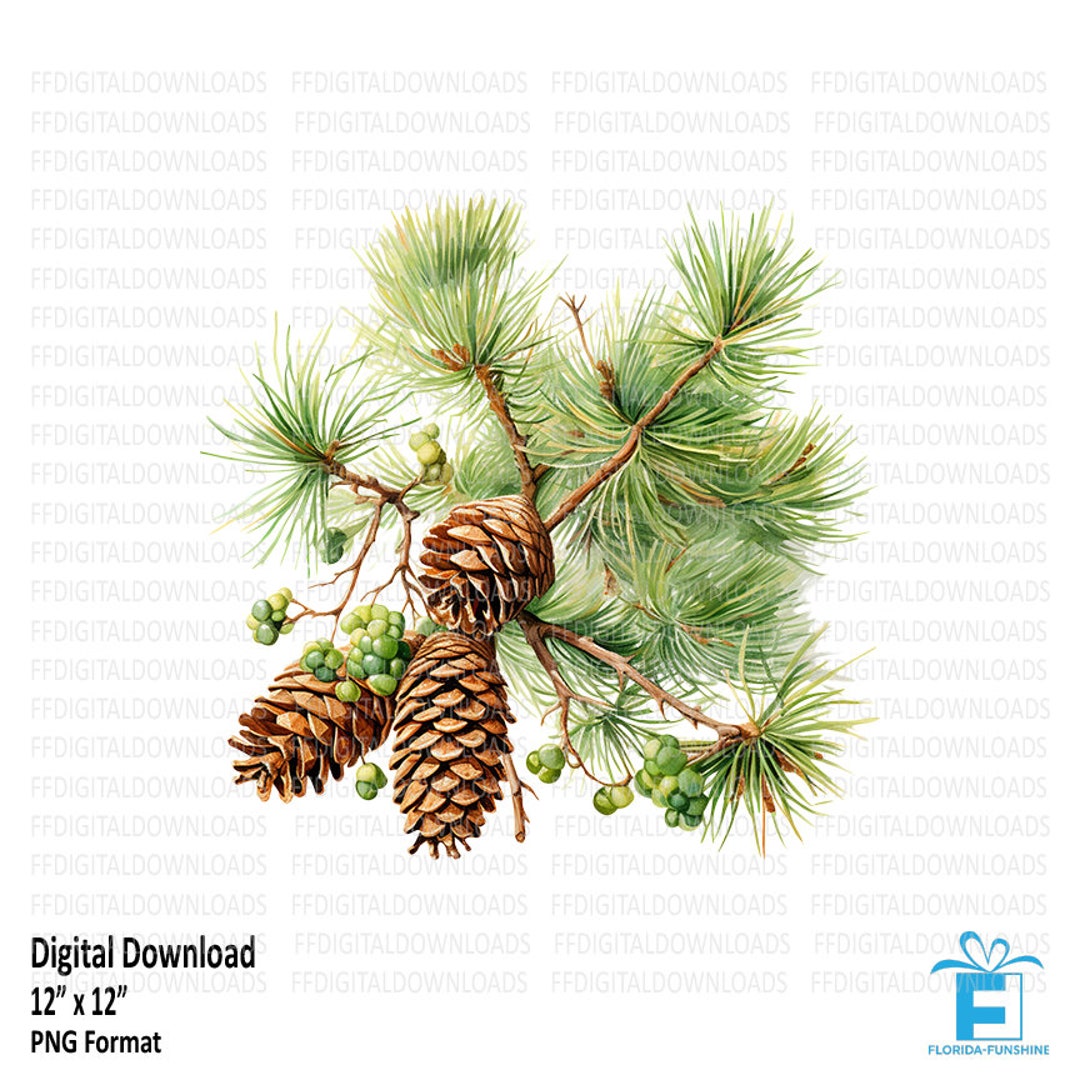 Pinecones Clipart, Pinecones Png, Pinecones on Branch, Pinecones ...