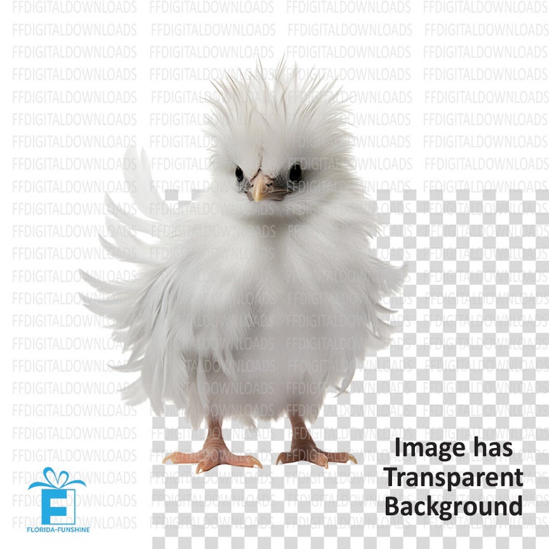 Silkie Chicken PNG Silkie Chicken Clip Art Cute Silkie - Etsy