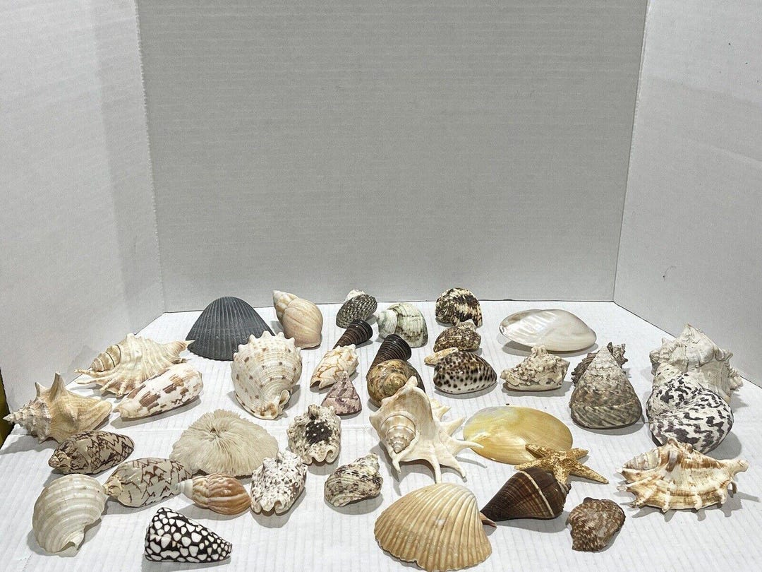 Super Cool Seashell Lot Collection See VIDEO - Etsy