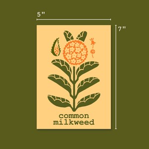 Common Milkweed Native Plant Graphic Scientific Illustrated Print 5"x7 ...