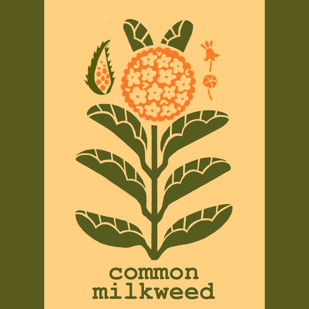 Common Milkweed Native Plant Graphic Scientific Illustrated Print 5"x7 ...