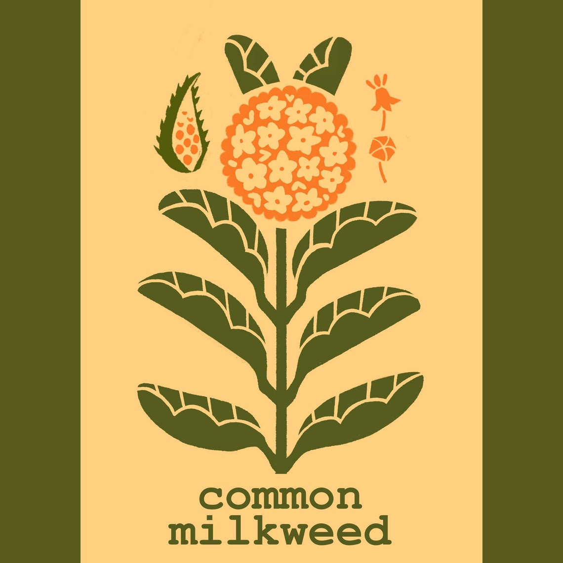 Common Milkweed Native Plant Graphic Scientific Illustrated Print 5"x7 ...