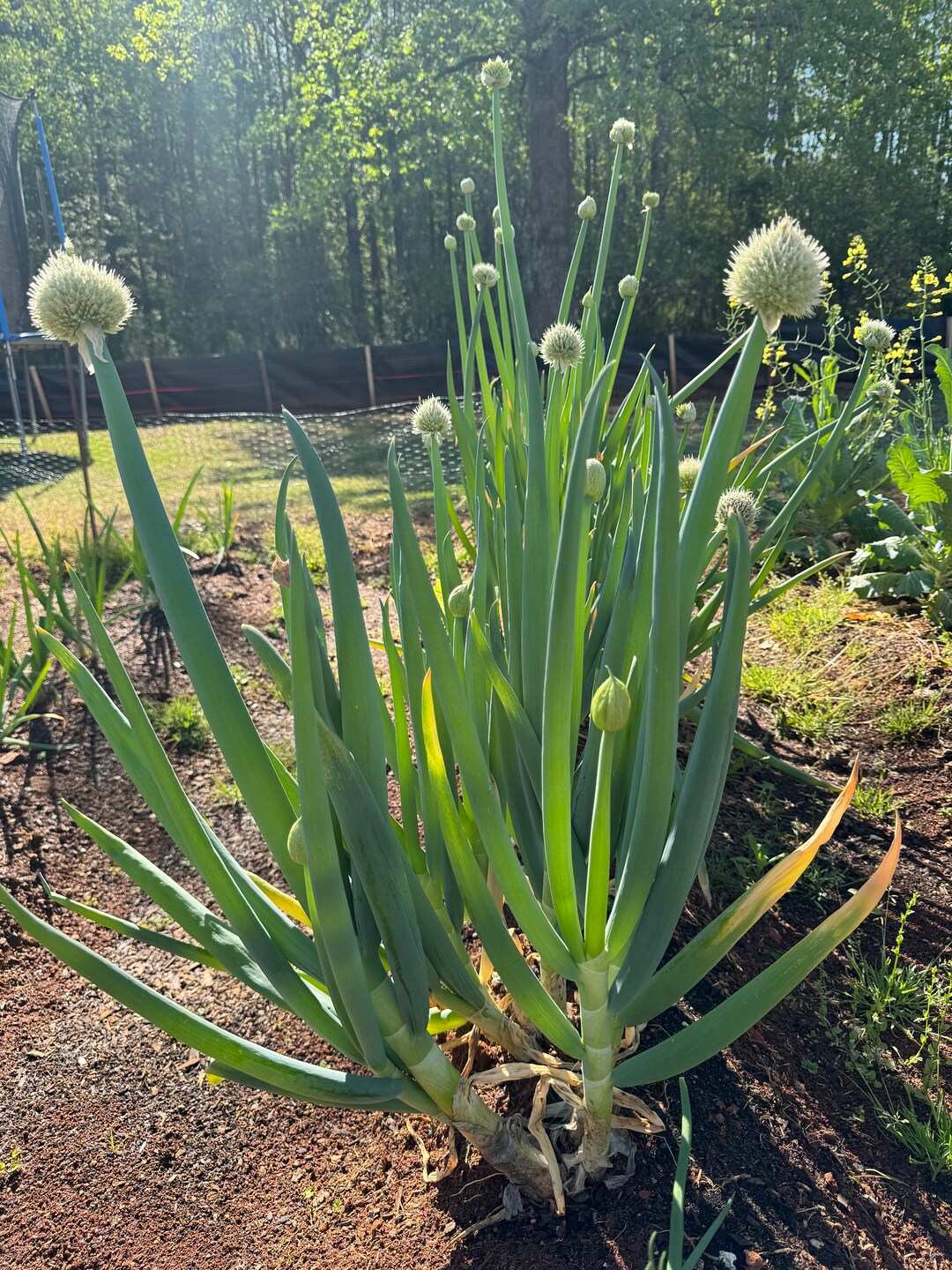 Onion Chive Large Plants - Etsy