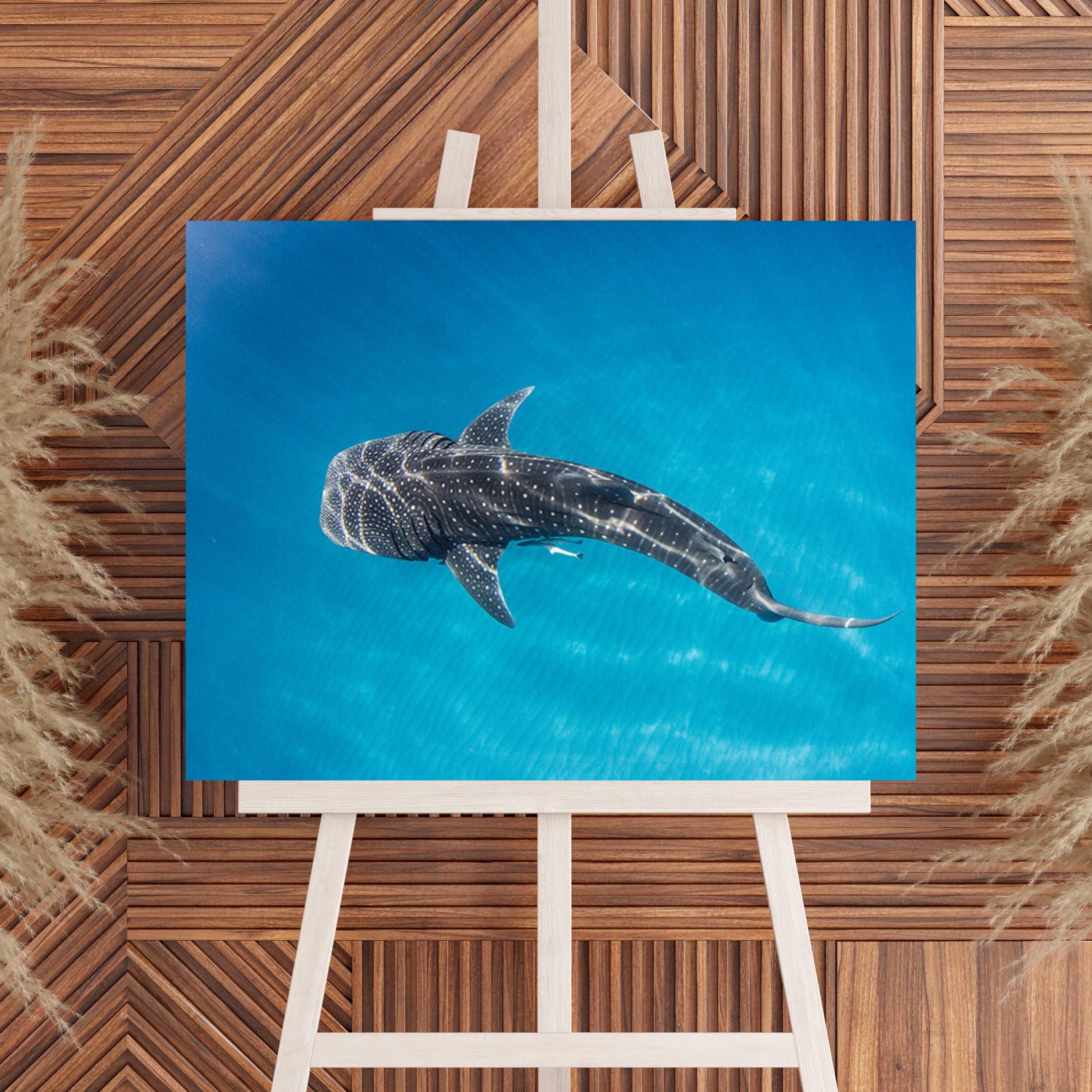Ningaloo Reef Whale Shark in Turquoise Water Art Print - Etsy