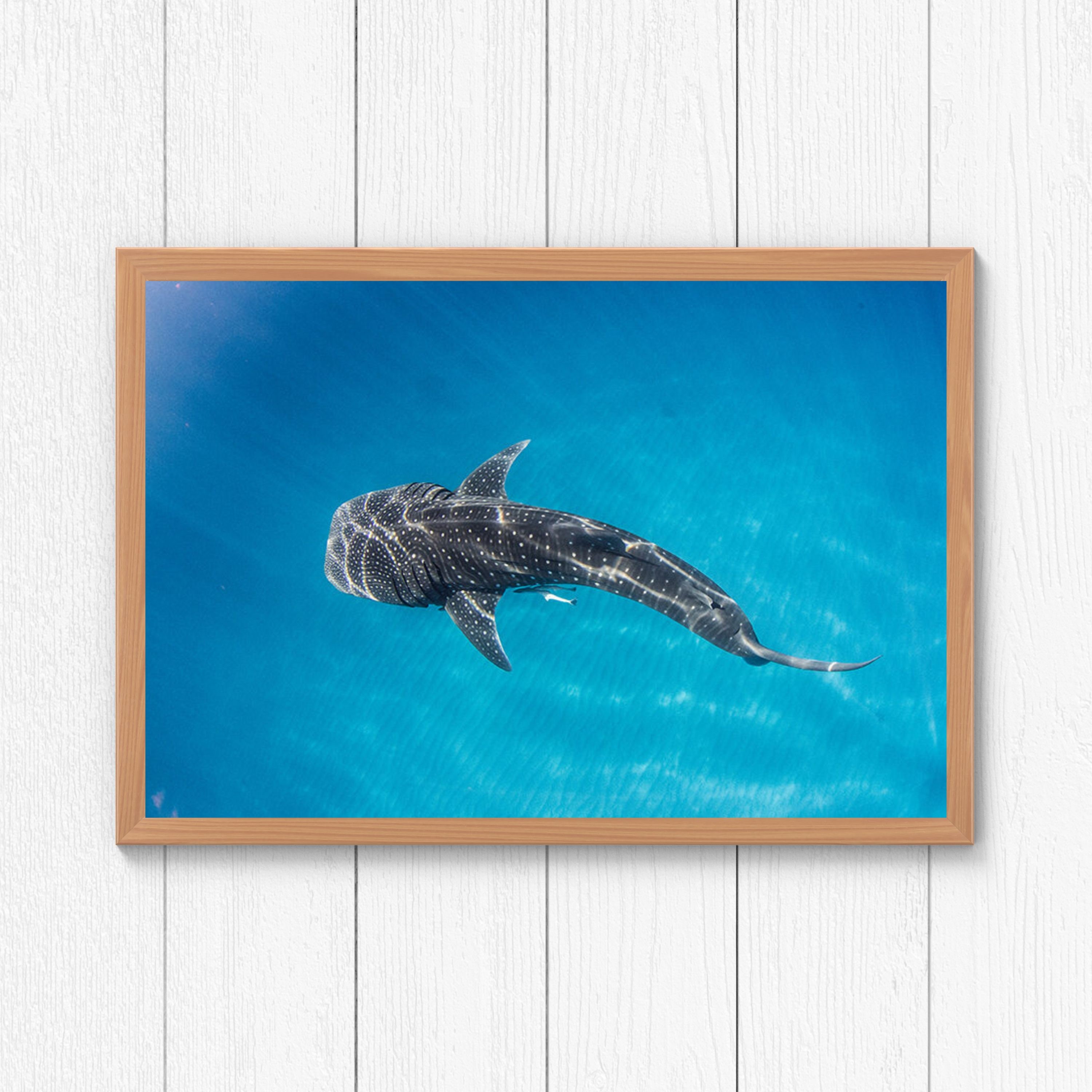 Ningaloo Reef Whale Shark in Turquoise Water Art Print - Etsy