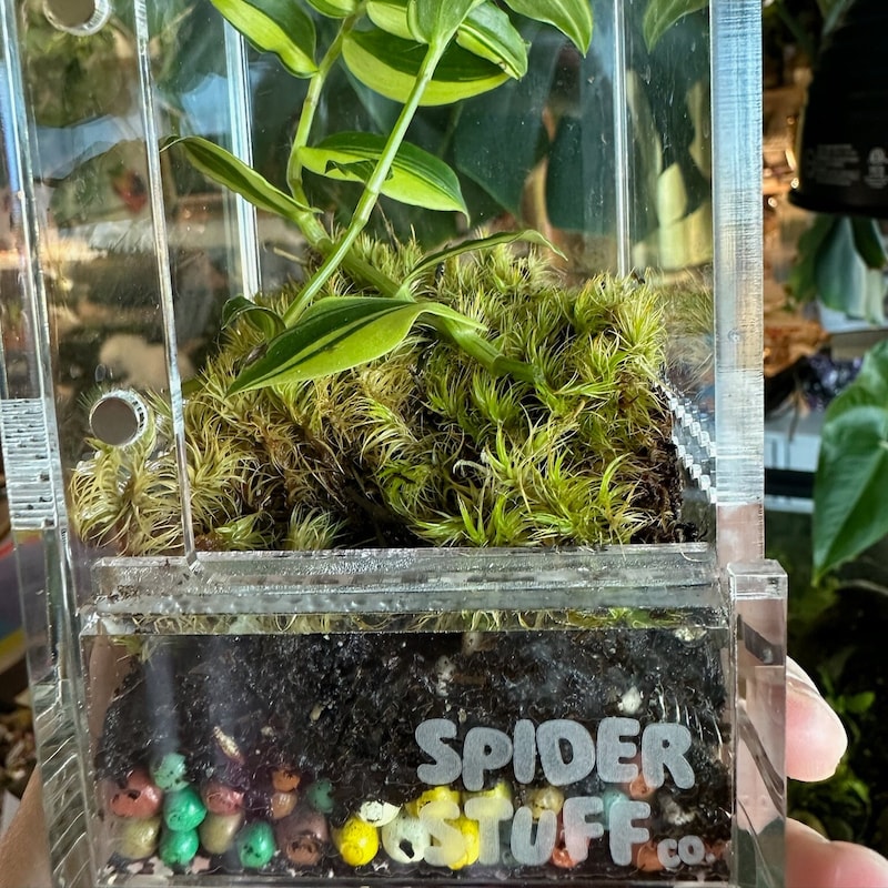 Jumping Spider Enclosure - Etsy