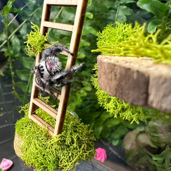 Jumping Spider Enclosure - Etsy