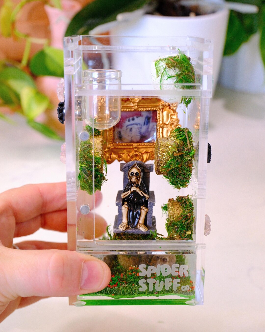 Gothic Throne Jumping Spider Enclosure – Haunted Meadow & Skeleton ...
