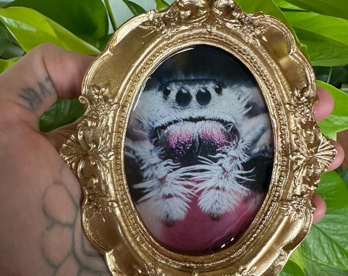 Spider Frame , Jumping Spider Home Decor , Pet Jumping Spider, Spider ...