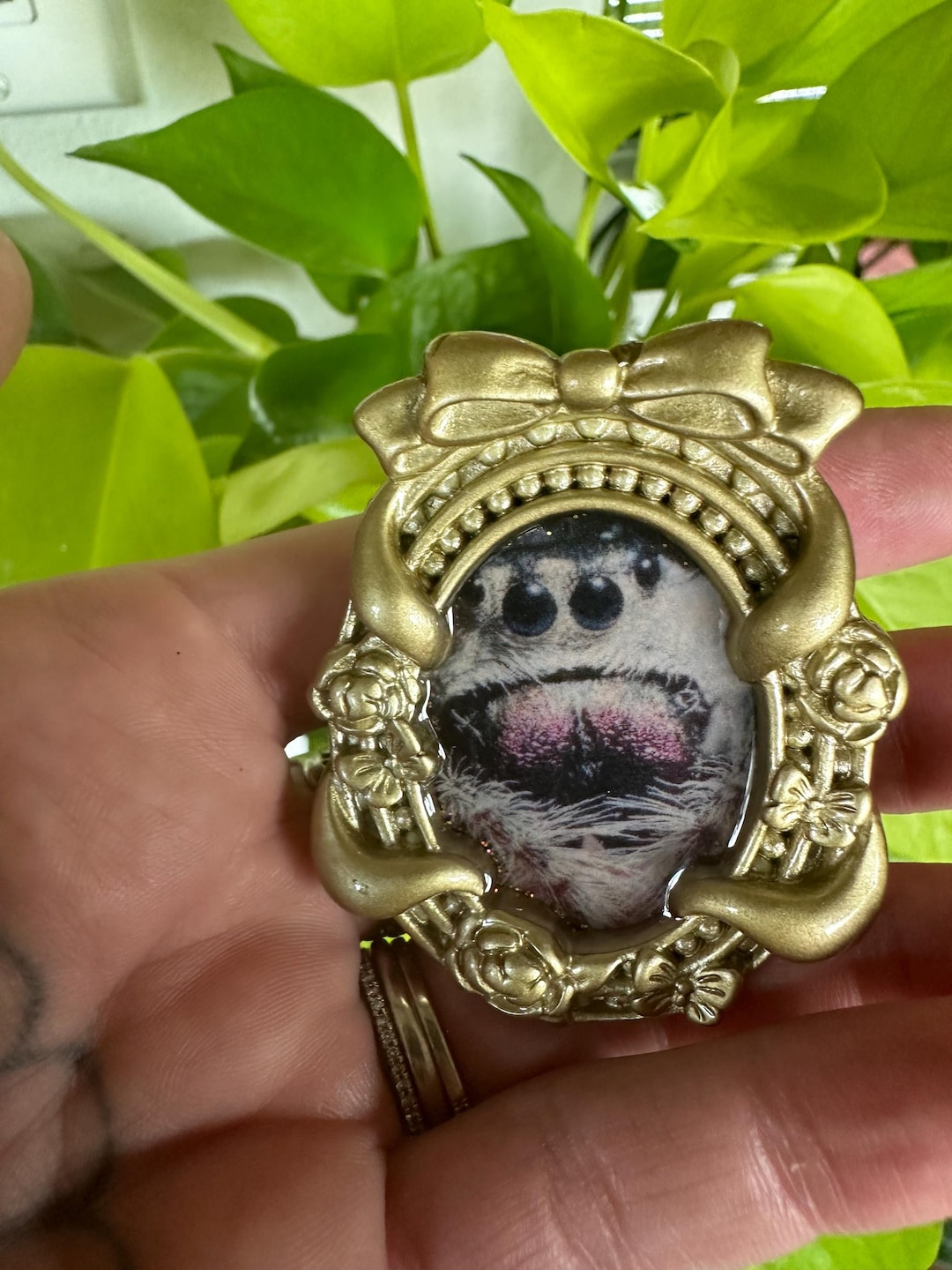 Spider Frame , Jumping Spider Home Decor , Pet Jumping Spider, Spider ...