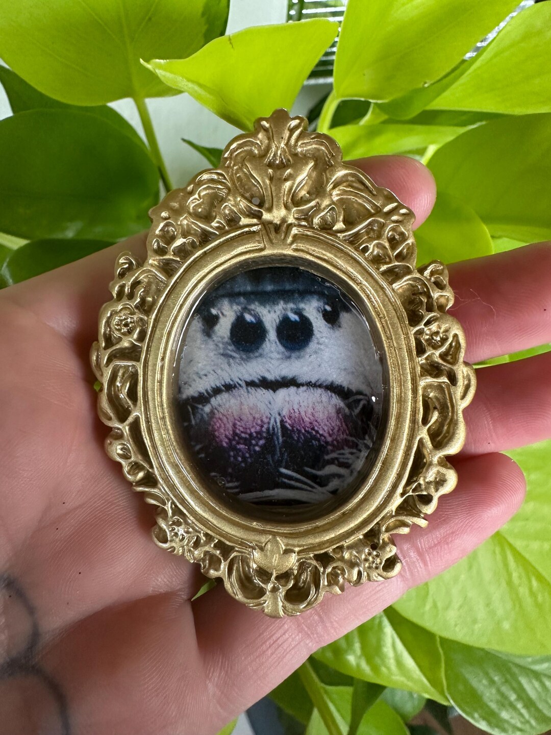 Spider Frame , Jumping Spider Home Decor , Pet Jumping Spider, Spider ...