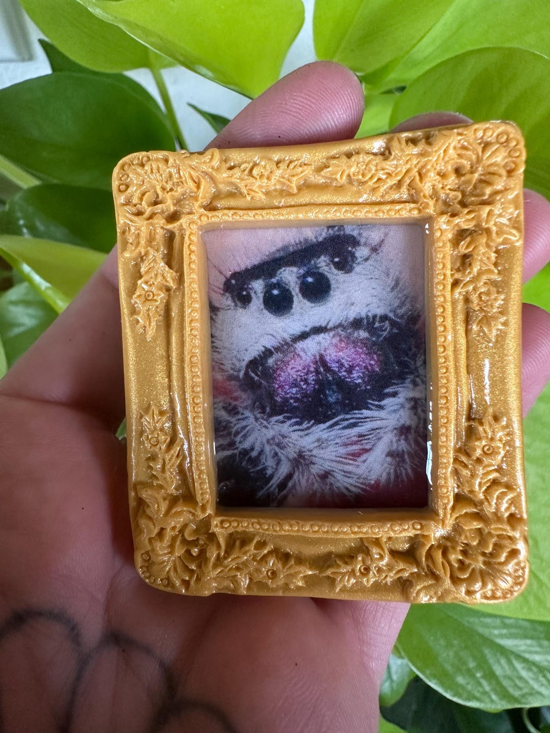 Spider Frame , Jumping Spider Home Decor , Pet Jumping Spider, Spider ...