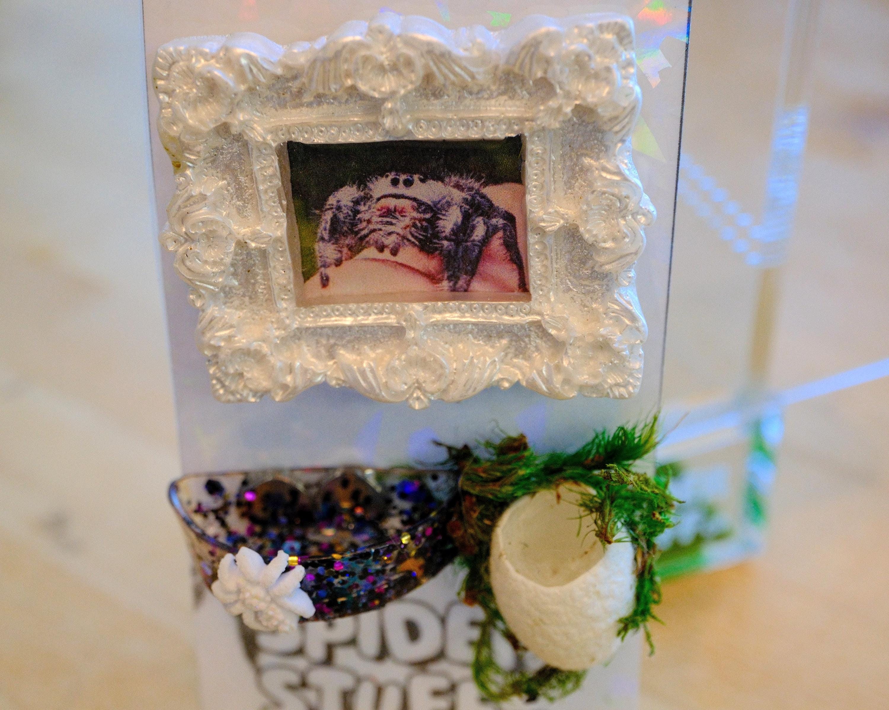Jumping Spider Starter Kit - Enclosure With Hide, Feeding Dish, Decor ...