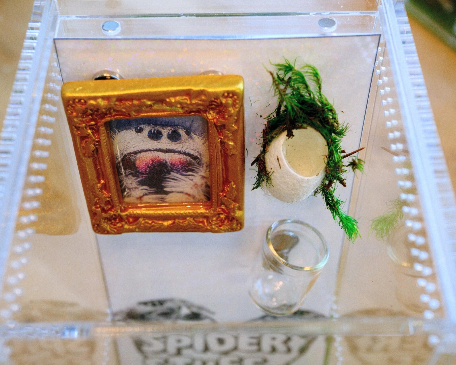 Jumping Spider Starter Home - Enclosure + Hide, Feeder, Decor! - Etsy