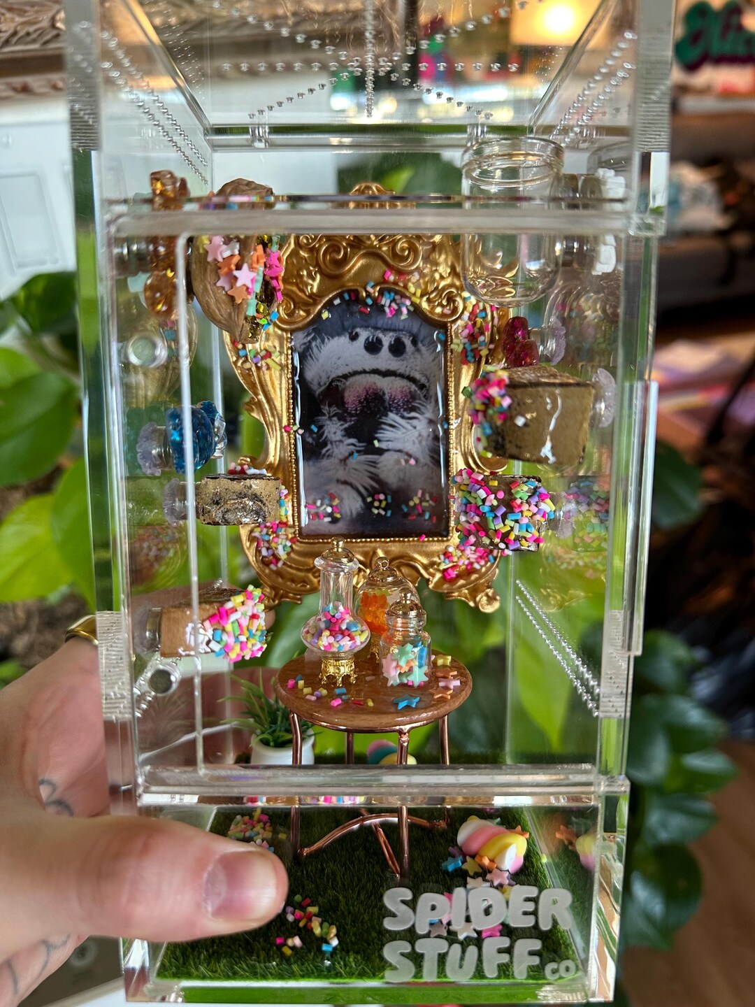 ORIGINAL Modular Spider Enclosure 4 X 4 X 8, Jumping Spider Home ...