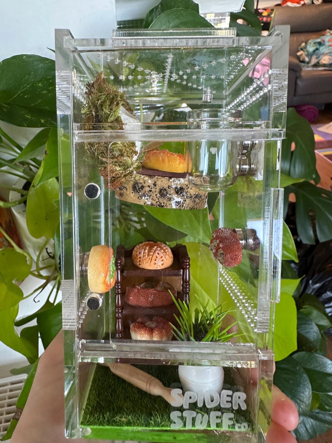 ORIGINAL Small Modular Spider Enclosure 3x5.75 , Jumping Spider ...