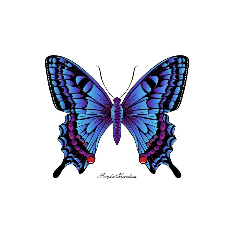 Butterfly Print Outs, Vintage Style Butterfly Prints, Butterfly Name ...