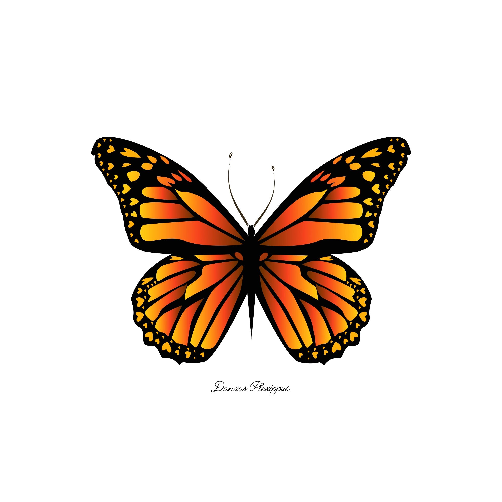 Butterfly Print Outs, Vintage Style Butterfly Prints, Butterfly Name ...