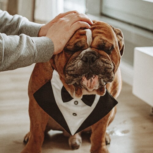 WillyEnglishBulldog - Etsy