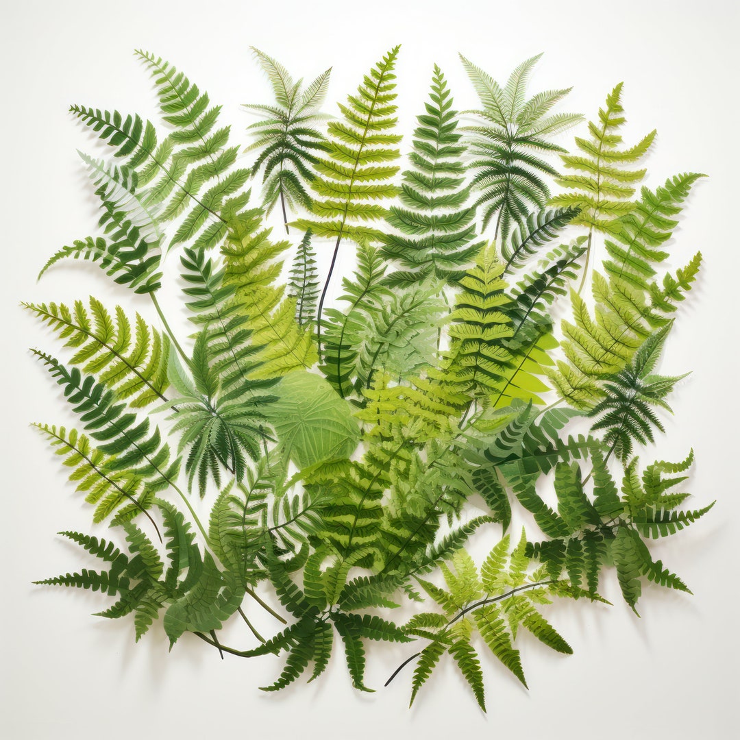 Fern Wall Art Digital Download Images, 14 High Quality Images, Ready to ...