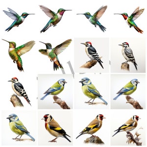 Birds Mega Bundle, More Than 70 Images in PNG and JPG Format, Digital ...