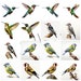 Birds Mega Bundle, More Than 70 Images in PNG and JPG Format, Digital ...