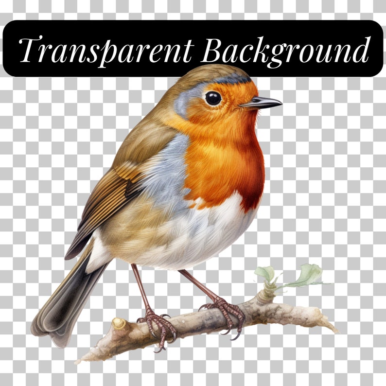 Robin Bird, Digital Download, 11 PNG Images With Transparent Background ...