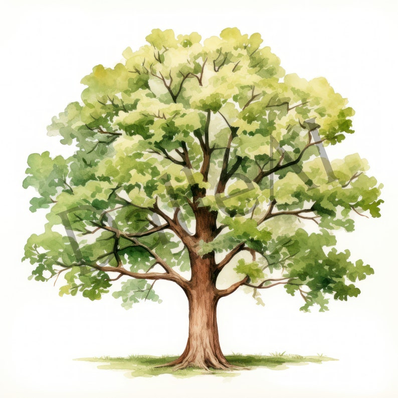 Watercolor Oak Tree Clipart, Set of 23 PNG Images in High Quality ...