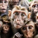 Funny Zoom Background, Monkey Edition, 8 PNG Images in High Quality ...