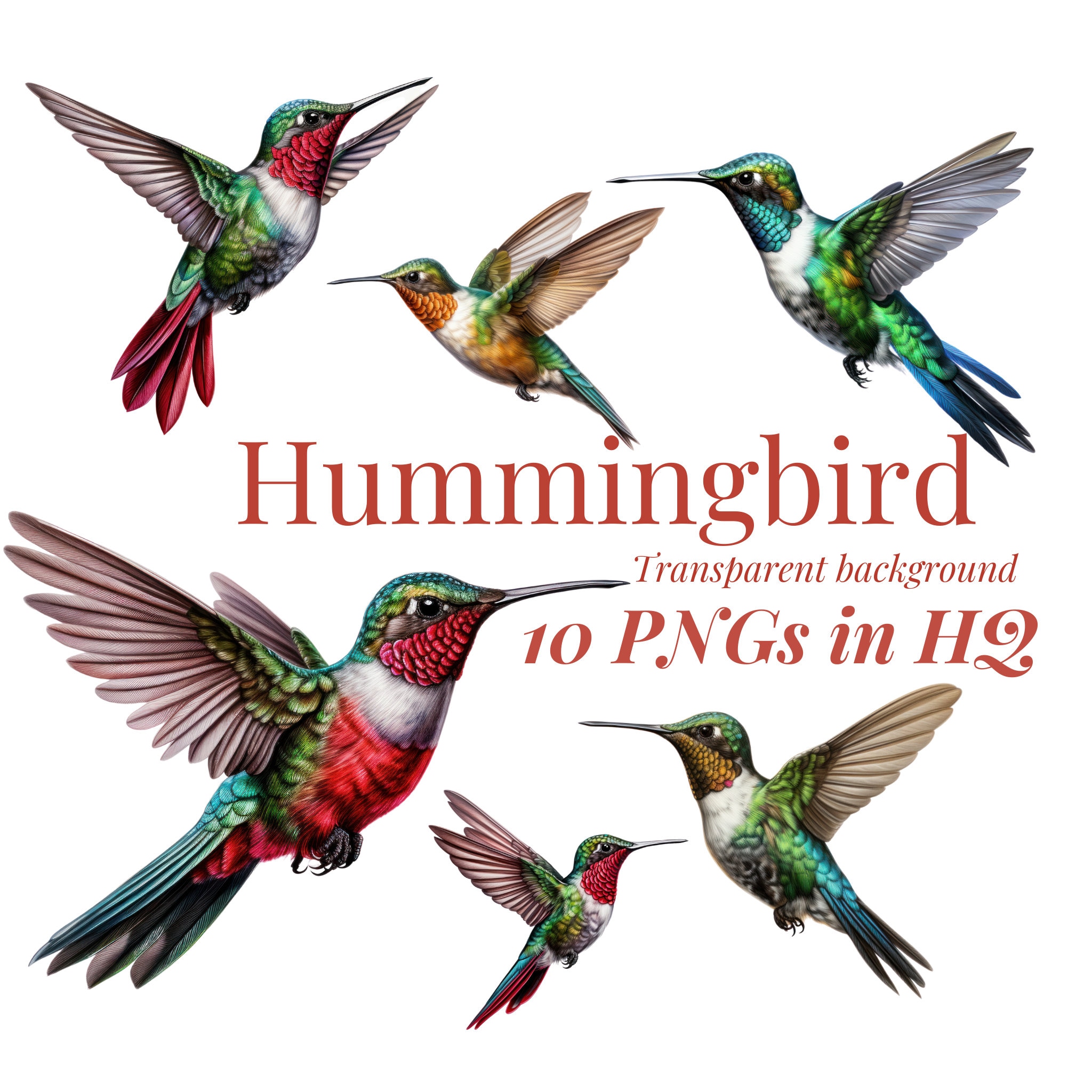 Hummingbird Clipart, Set of 10 PNG Digital Images in High Quality ...