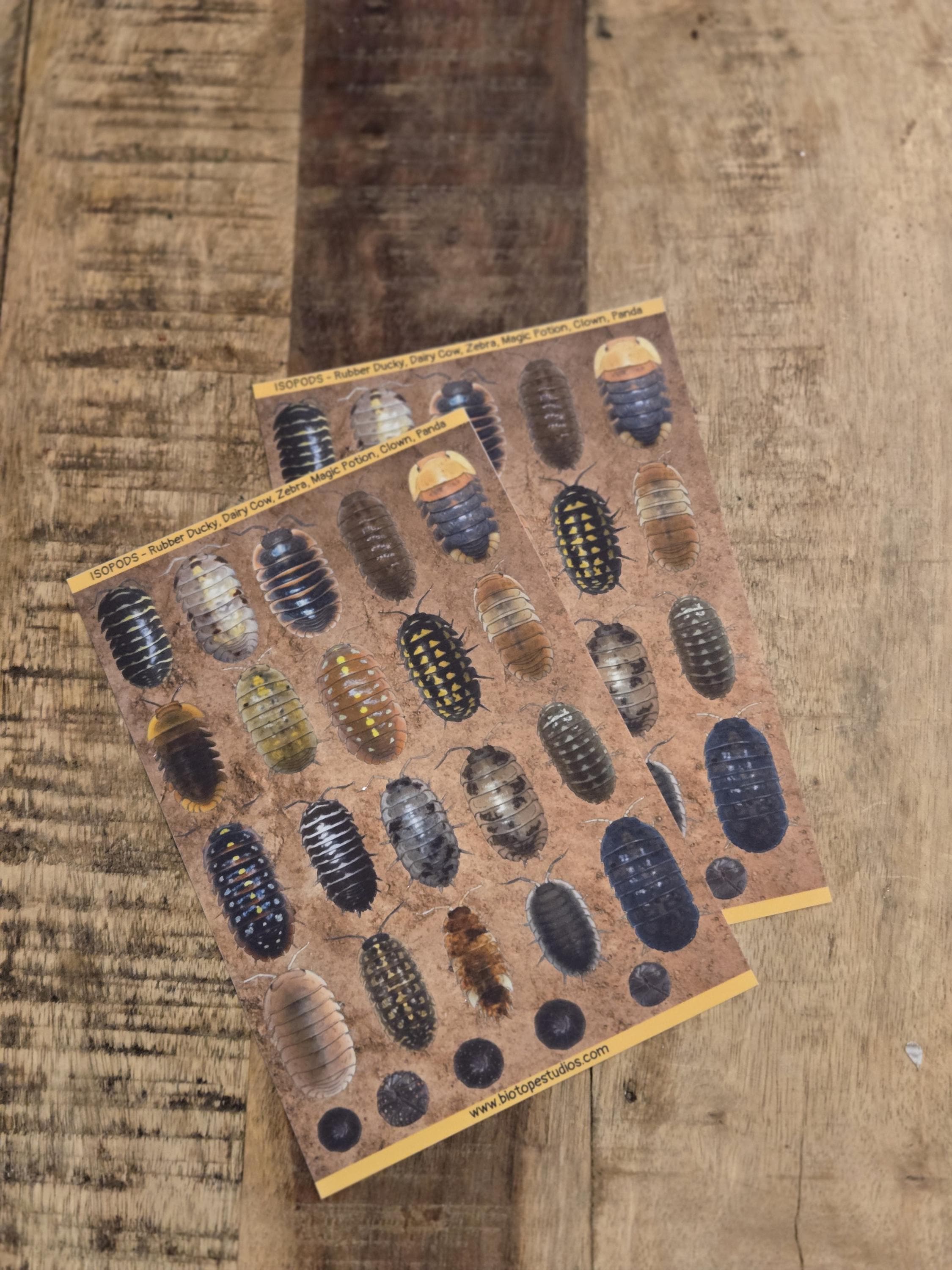Isopod Sticker Sheet - Rubber Ducky, Dairy Cow, Zebra - 25 Realistic ...