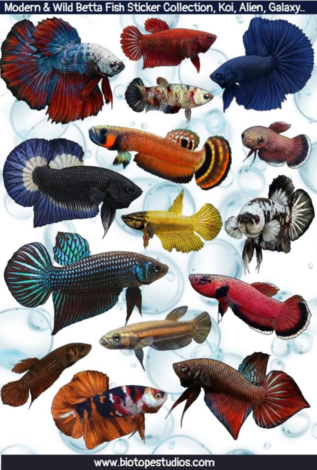 Betta Fish Sticker Sheet - Wild Type and Fancy Bettas - Etsy