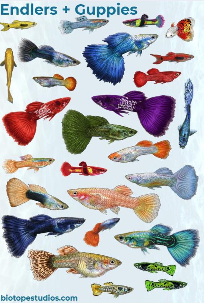 Guppy & Endler Fish Sticker Sheet – Waterproof Vinyl Decals - Etsy