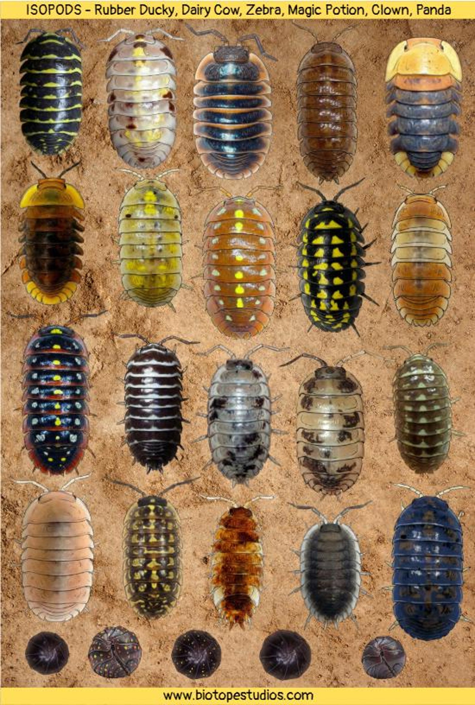 Isopod Sticker Sheet - Rubber Ducky, Dairy Cow, Zebra - 25 Realistic ...