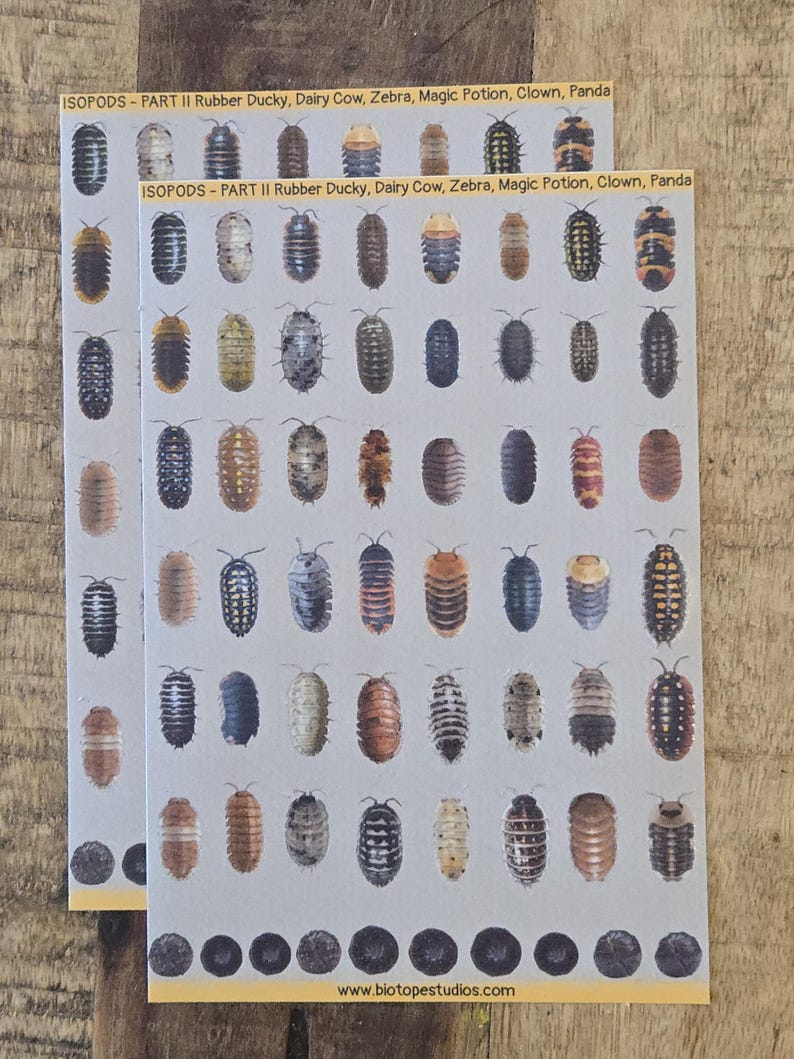 Isopod Sticker Sheet (PART II ) - 58 Realistic Roly Poly Stickers ...