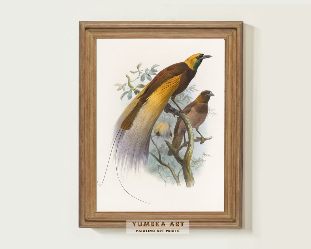 Vintage Bird Prints Bird and Botanical Art Print Paradisea Apoda Bird ...