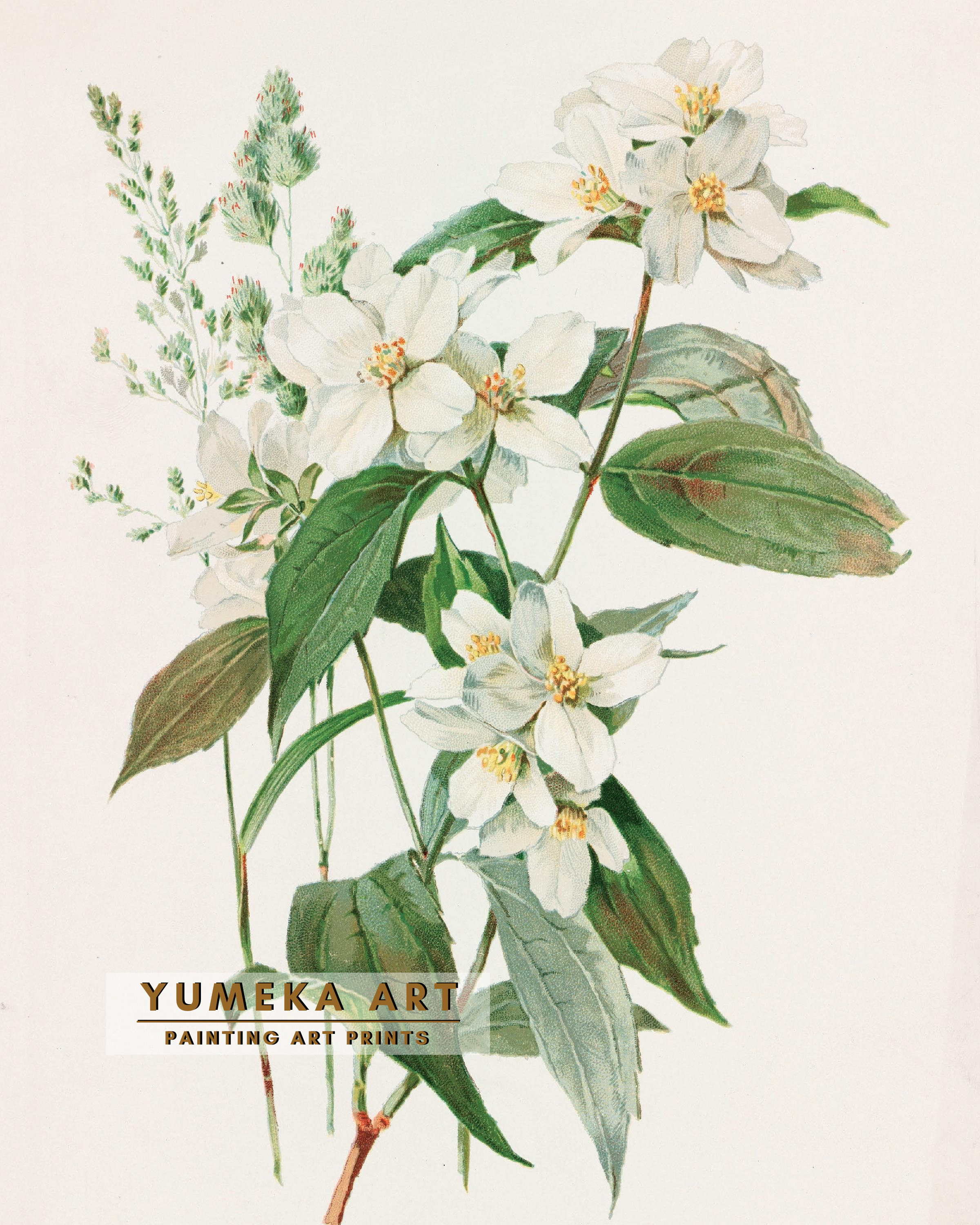 Vintage Botanical Mock Orange Syringa Flower Farmhouse Botanical Print ...