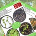 Hazel Tree ID Guide in Spring. Digital Download for Arborists. Learn ...