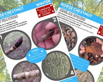 Sweet Chestnut Tree ID Guide in Autumn. Download for Arborists. Learn ...