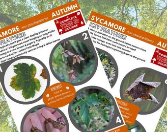 Sweet Chestnut Tree ID Guide in Autumn. Download for Arborists. Learn ...