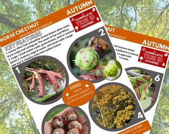 Sweet Chestnut Tree ID Guide in Autumn. Download for Arborists. Learn ...