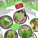 Common Lime Tree ID Guide in Spring. Download for Arborists. Learn ...