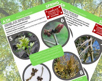 Hazel Tree ID Guide in Spring. Digital Download for Arborists. Learn ...
