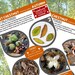 Sweet Chestnut Tree ID Guide in Autumn. Download for Arborists. Learn ...