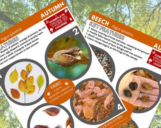 Conifer Vs Deciduous Trees: Printable Classroom Poster for Tree ...