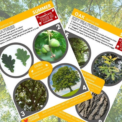 Oak Tree ID Guide in Summer. Digital Download for Arborists. Learn ...